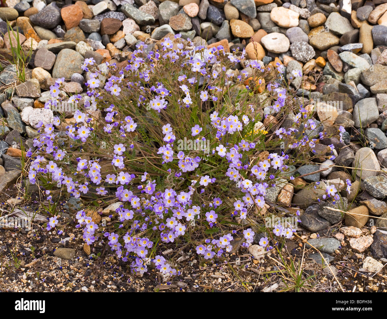 Blooming Mountain Forget-Me-Not (Myosotis ailestris), Chilkoot Pass ...