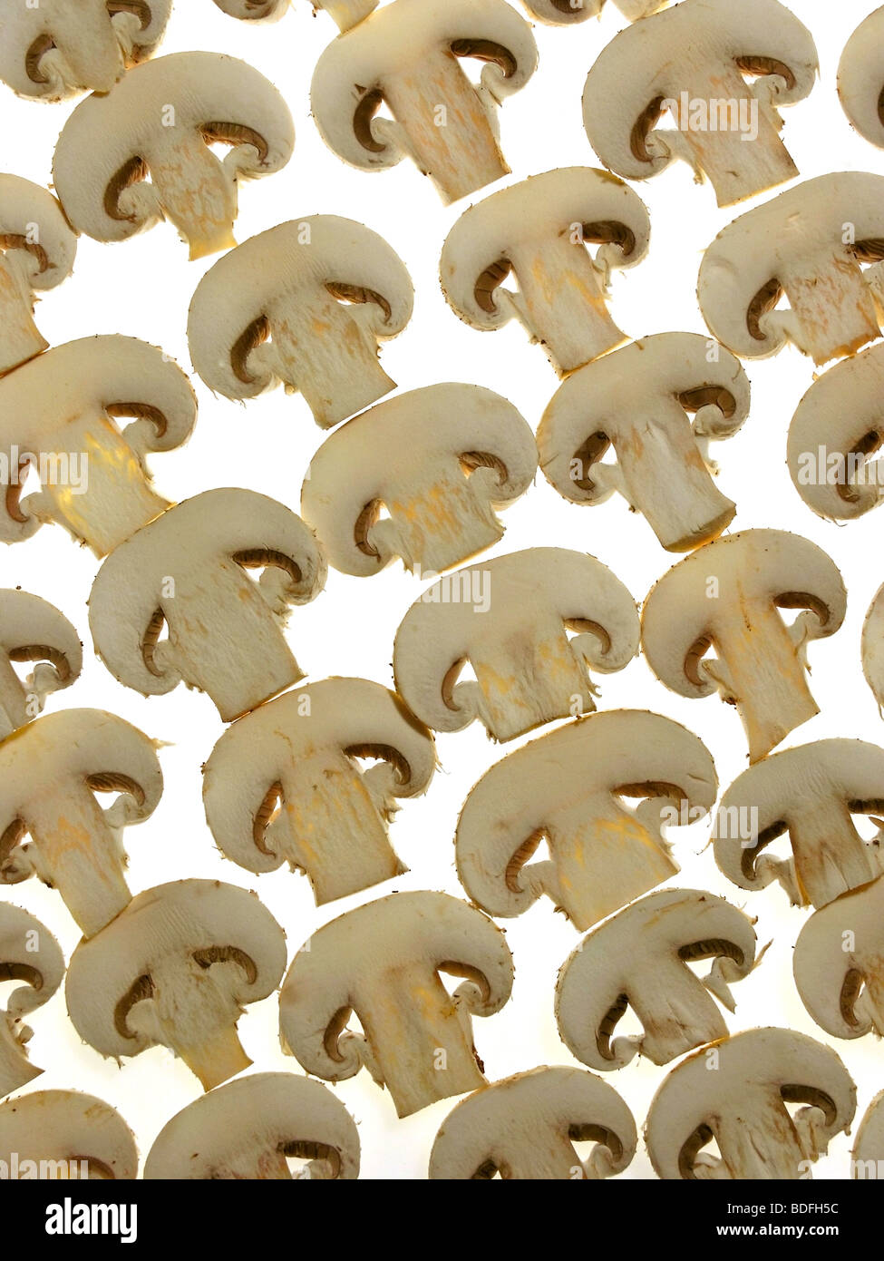 Row mushrooms cutout hi-res stock photography and images - Alamy