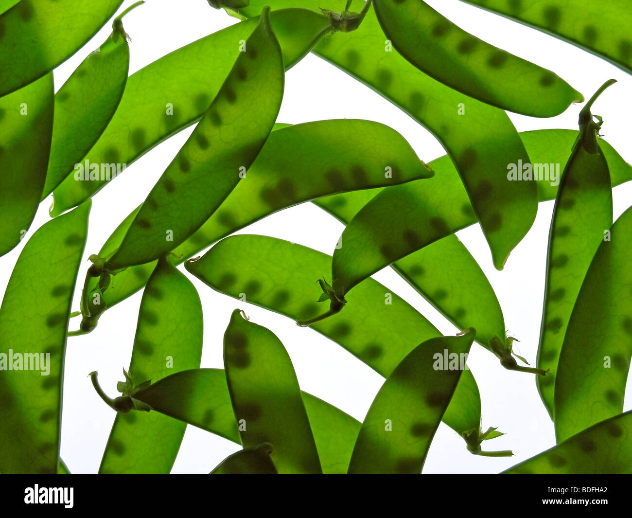 Pea pod interior hi-res stock photography and images - Alamy