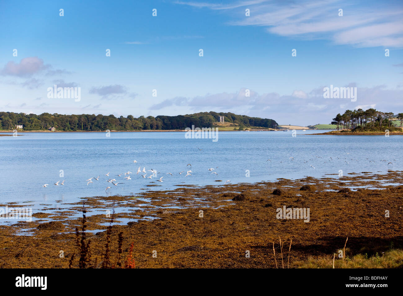 Strangford Lough, Northern Ireland, UK Stock Photo - Alamy