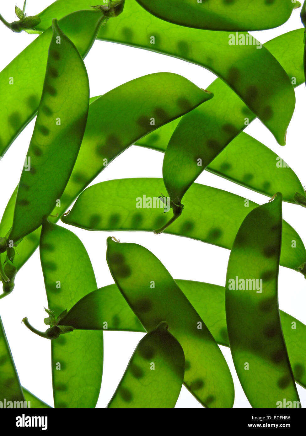 Pea pod interior hi-res stock photography and images - Alamy