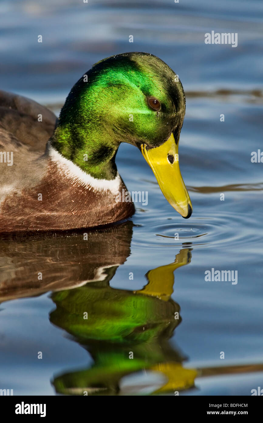 Adult male drake portrait hi-res stock photography and images - Alamy
