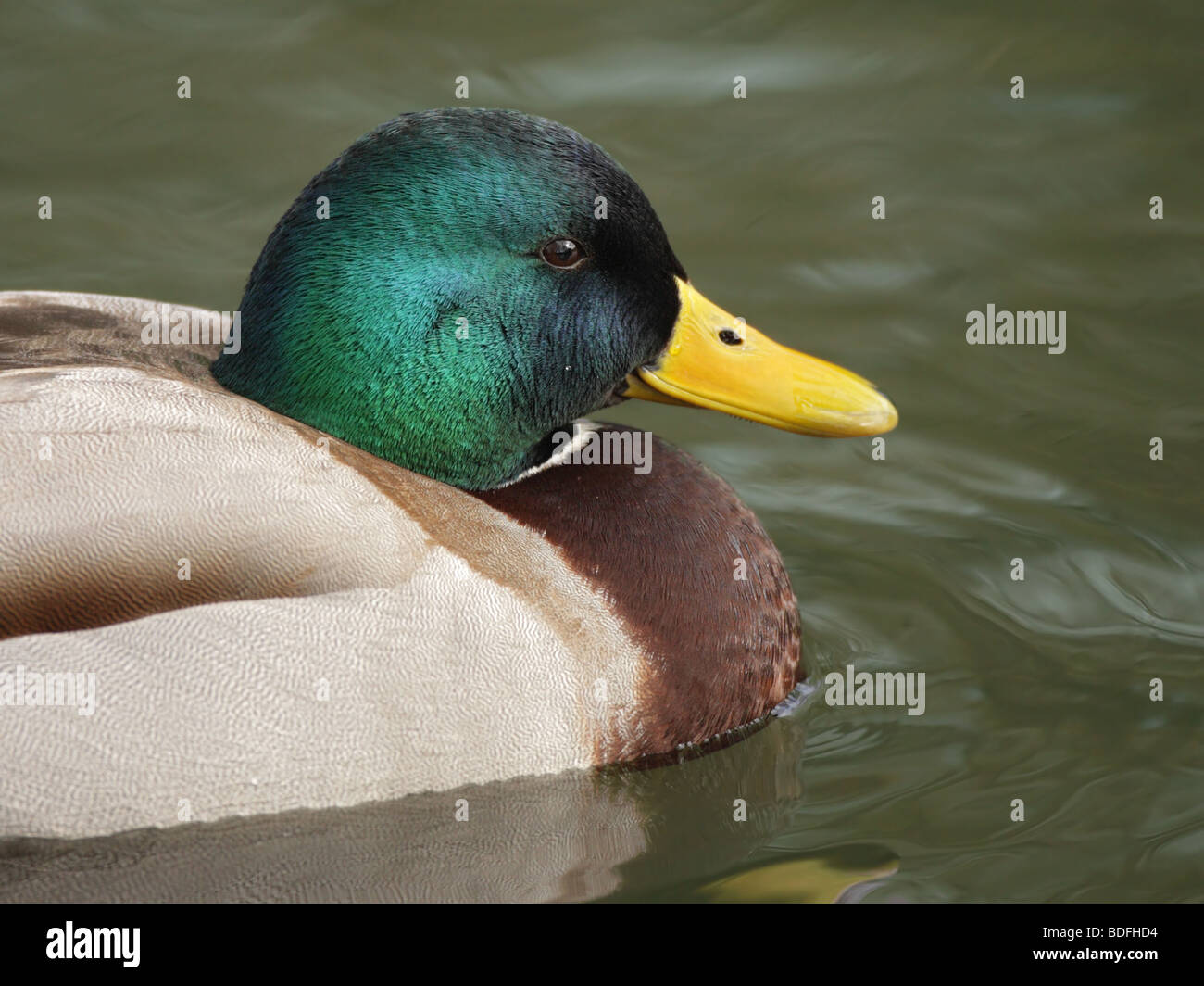 Mallard, close up of male head Stock Photo - Alamy