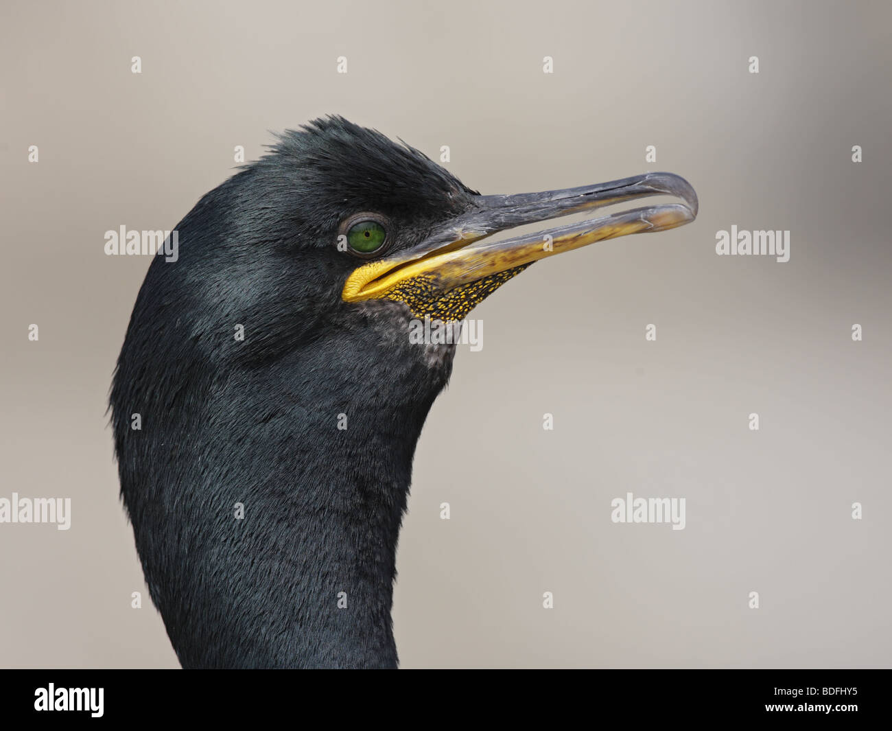 Shag head and crest phalacrocorax hi-res stock photography and images ...