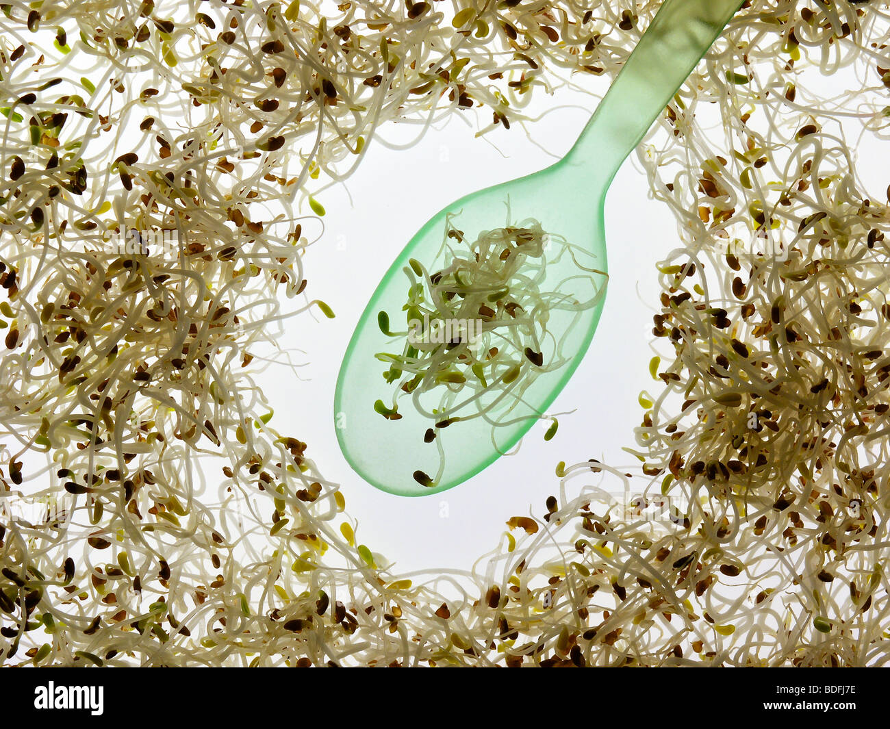 Alfalfa sprout vegetable isolated hi-res stock photography and images ...