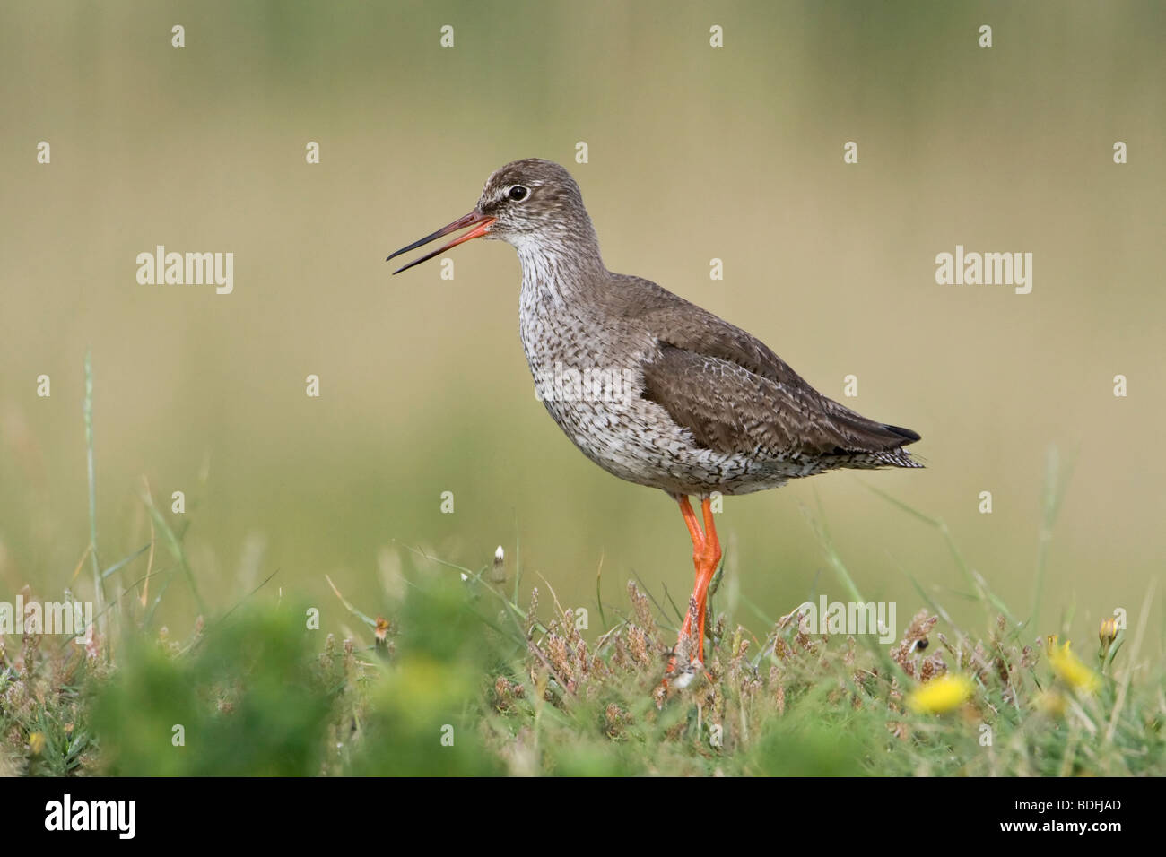Alert Redshank calling Stock Photo - Alamy