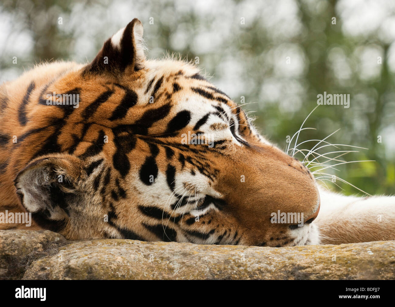 A Tiger resting Stock Photo - Alamy