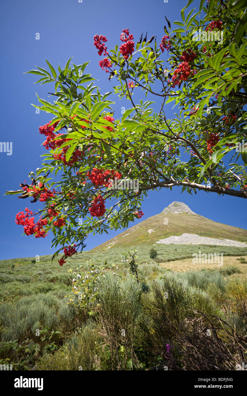European mountain ash hi-res stock photography and images - Alamy