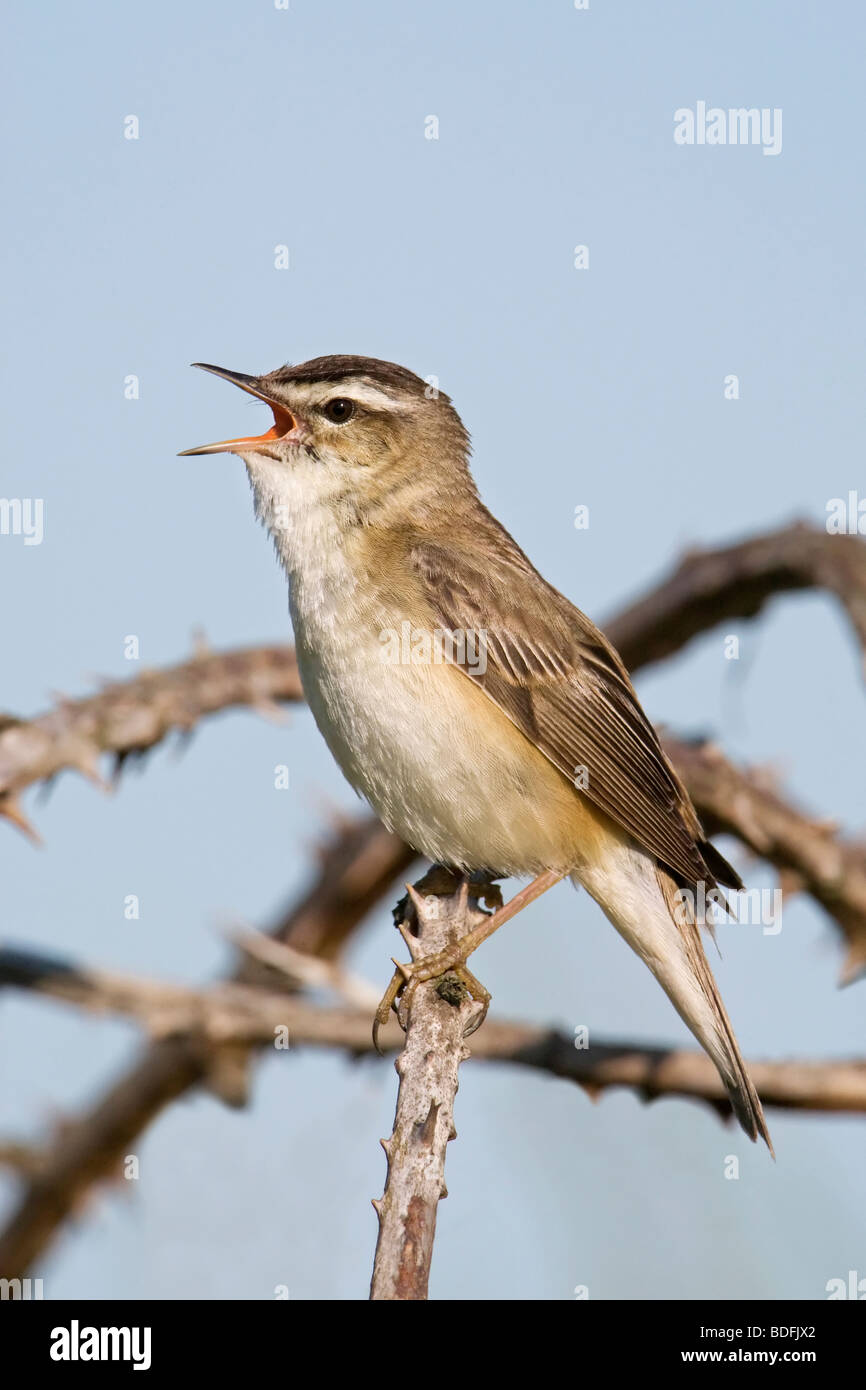 An adult Sedge Warbler singing Stock Photo - Alamy