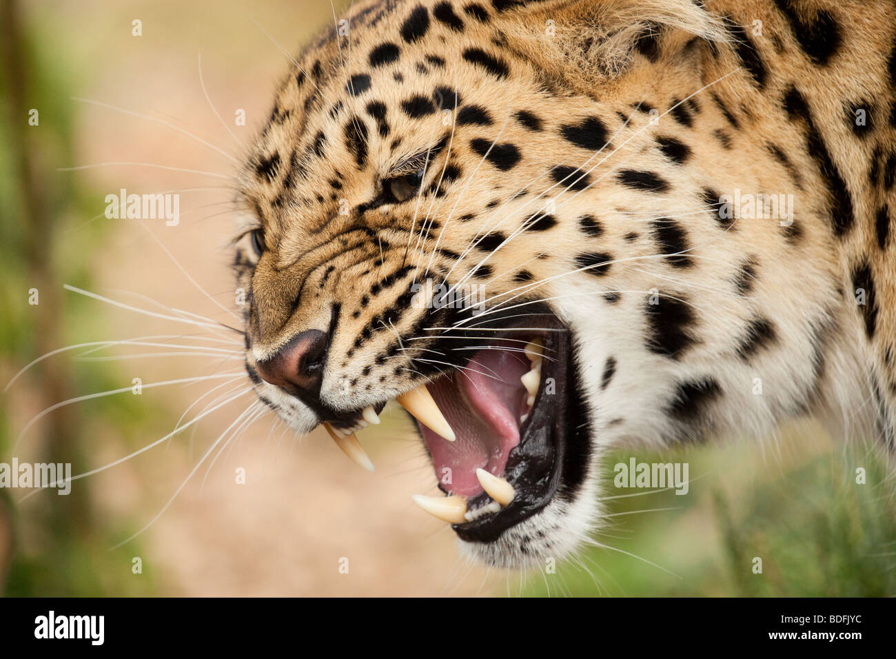 Snarling Leopard Stock