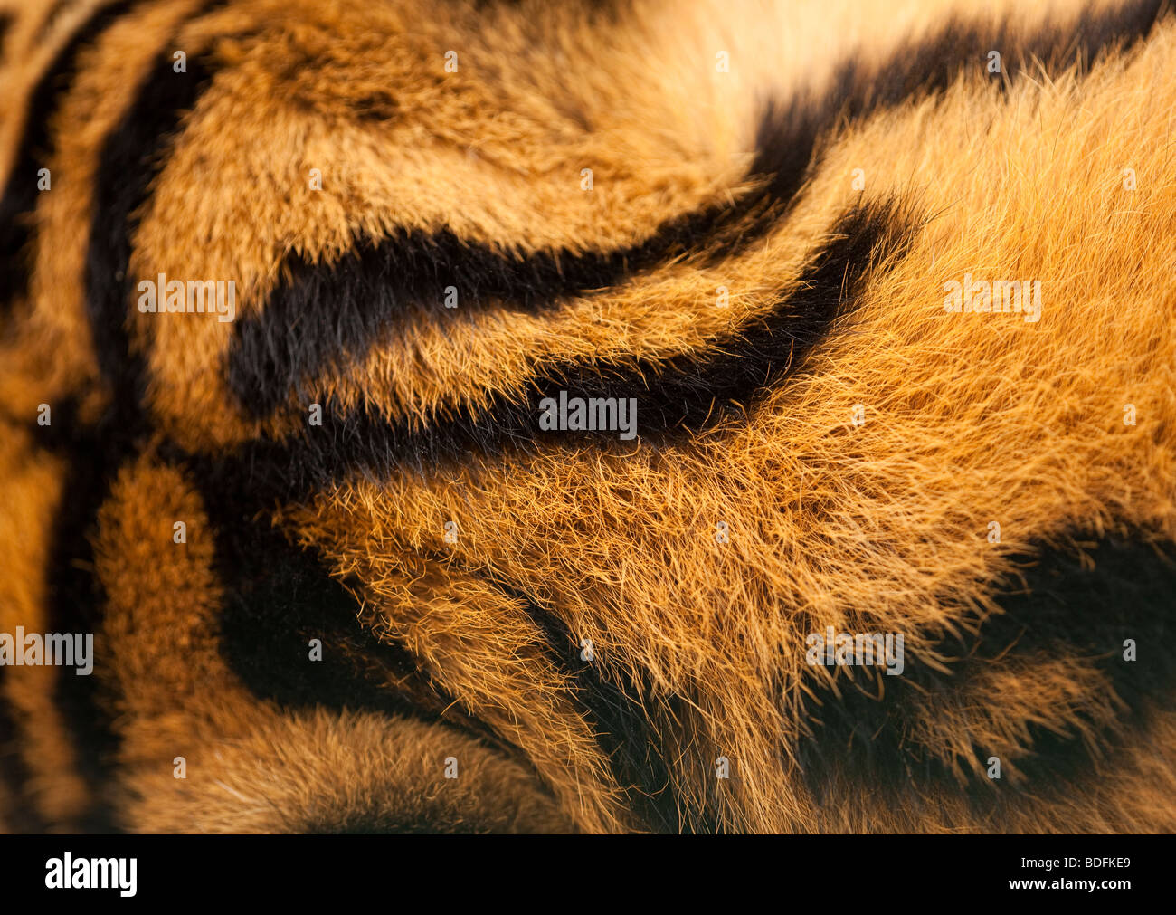 Soft cat fur texture hi-res stock photography and images - Alamy
