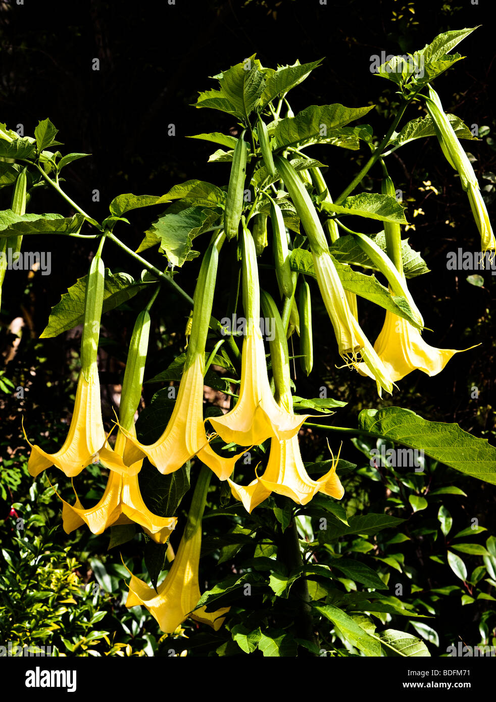 Trumpet flower in bloom Oxford garden Stock Photo - Alamy