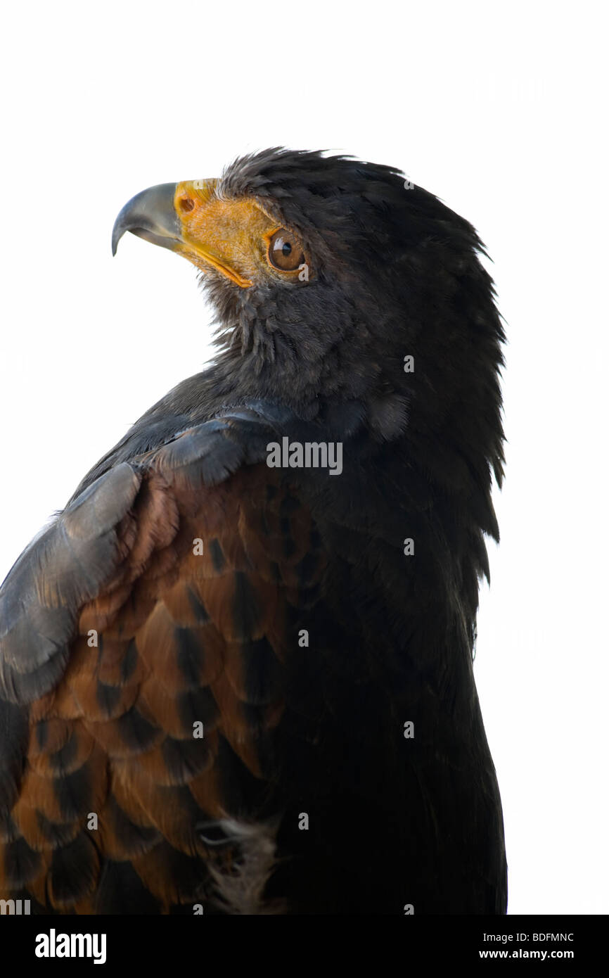 Harris Hawk turning his head around, isolated on white Stock Photo - Alamy