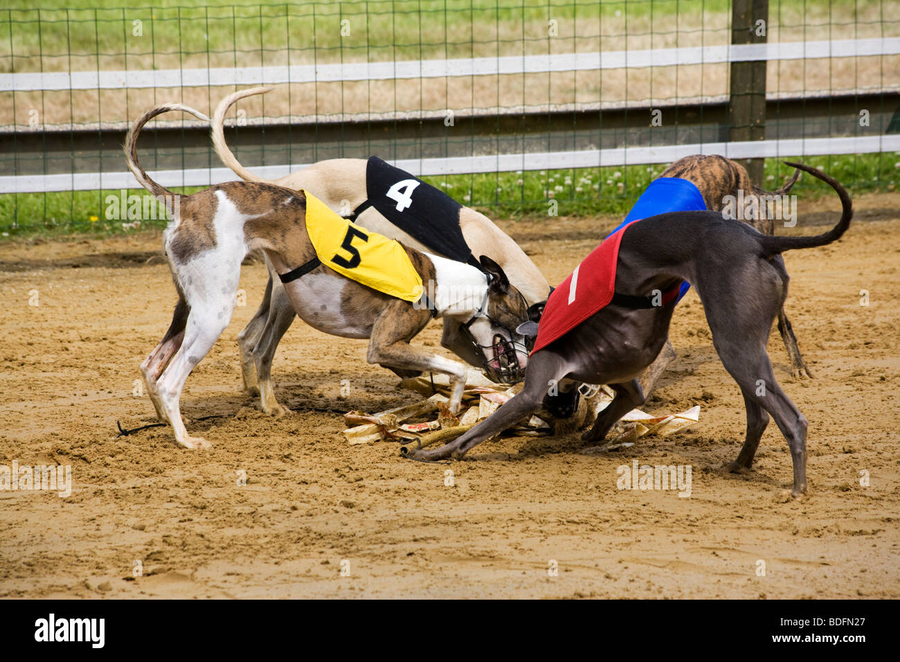 four greyhound dogs fighting for dummy after the race Stock Photo - Alamy