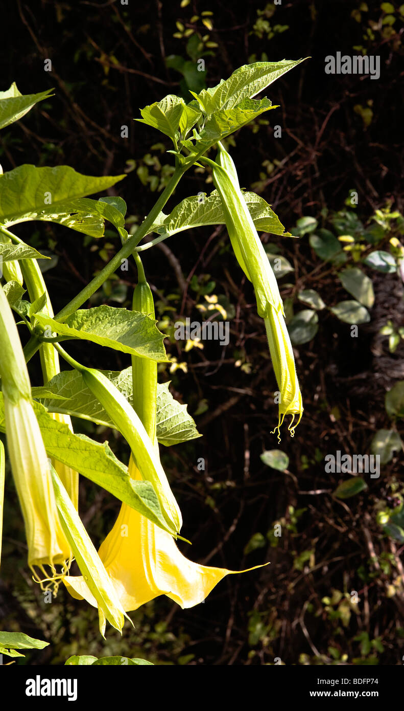 Trumpet flower in bloom Oxford garden Stock Photo - Alamy