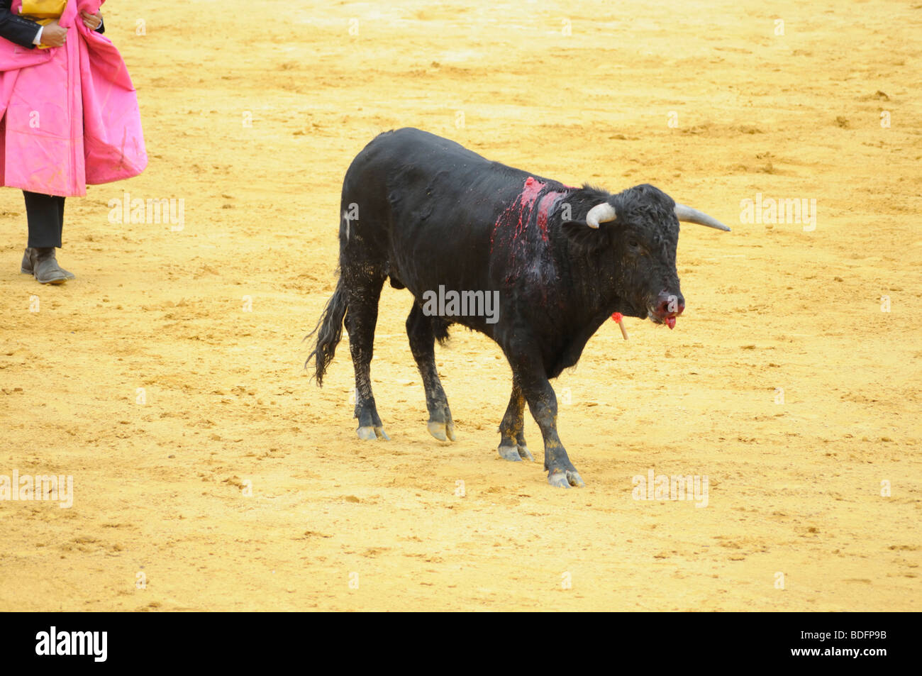 Bull dig hi-res stock photography and images - Alamy