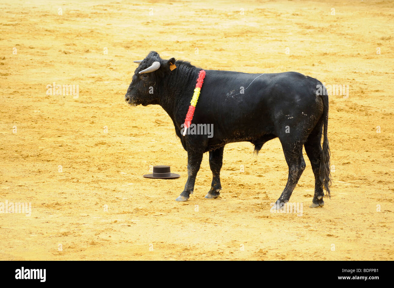 Image of young bull Stock Photo - Alamy