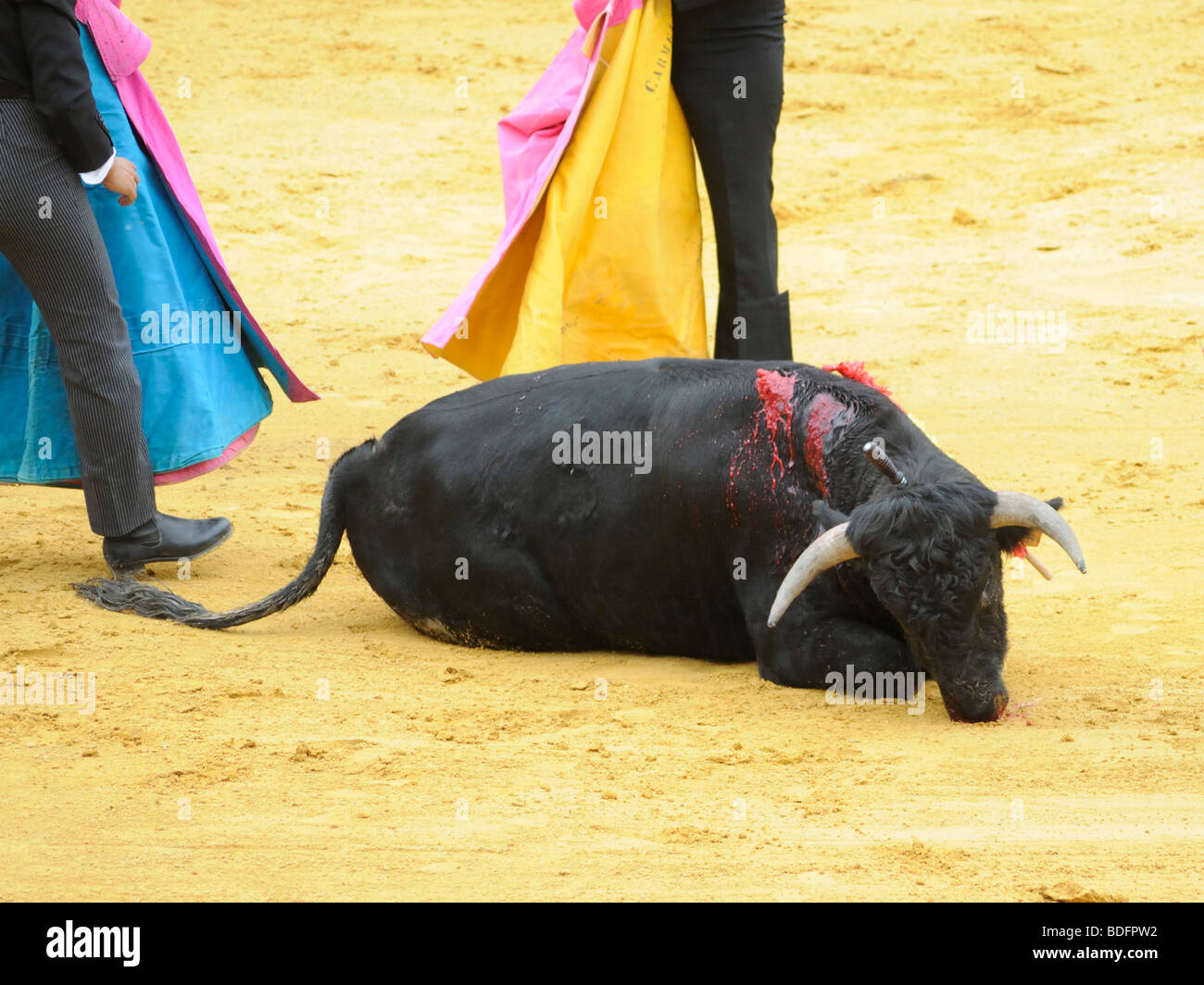 Imagen of dead bull Stock Photo - Alamy