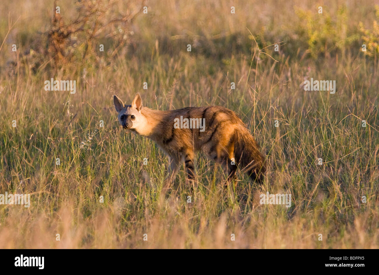Aardwolf hi-res stock photography and images - Alamy