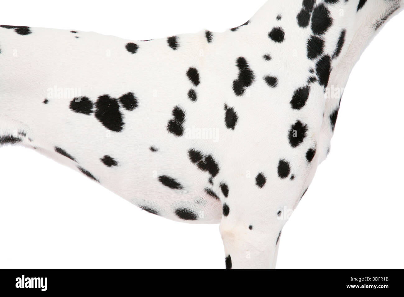 Dalmatian (Canis lupus f. familiaris), section of a Dalmatian, side ...