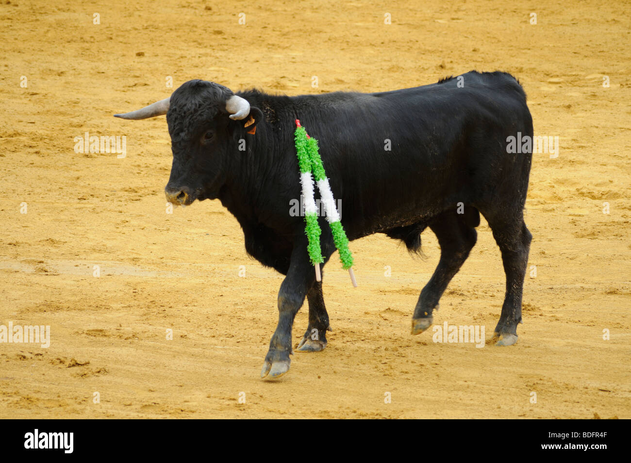 Bull dig hi-res stock photography and images - Alamy