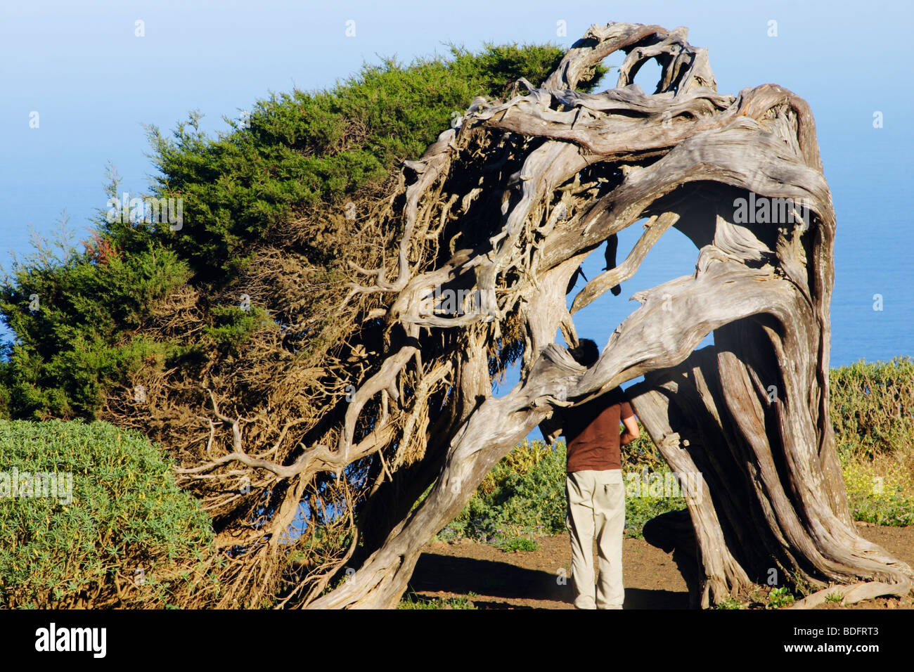 Juniper juniperus turbinata canariensis hi-res stock photography and ...