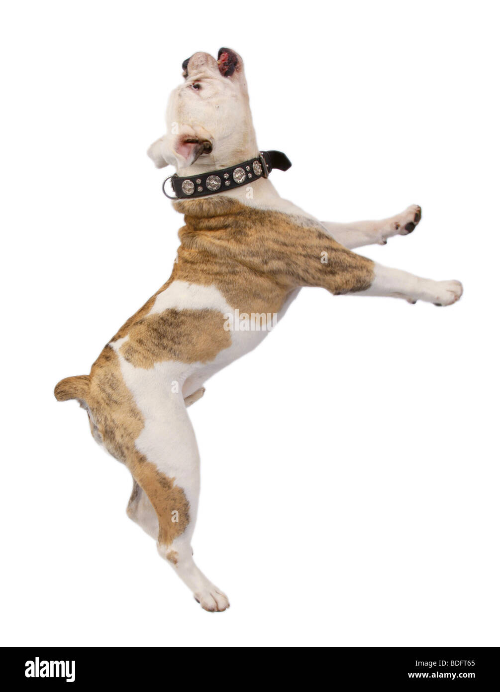 Bulldog jump Cut Out Stock Images & Pictures - Alamy