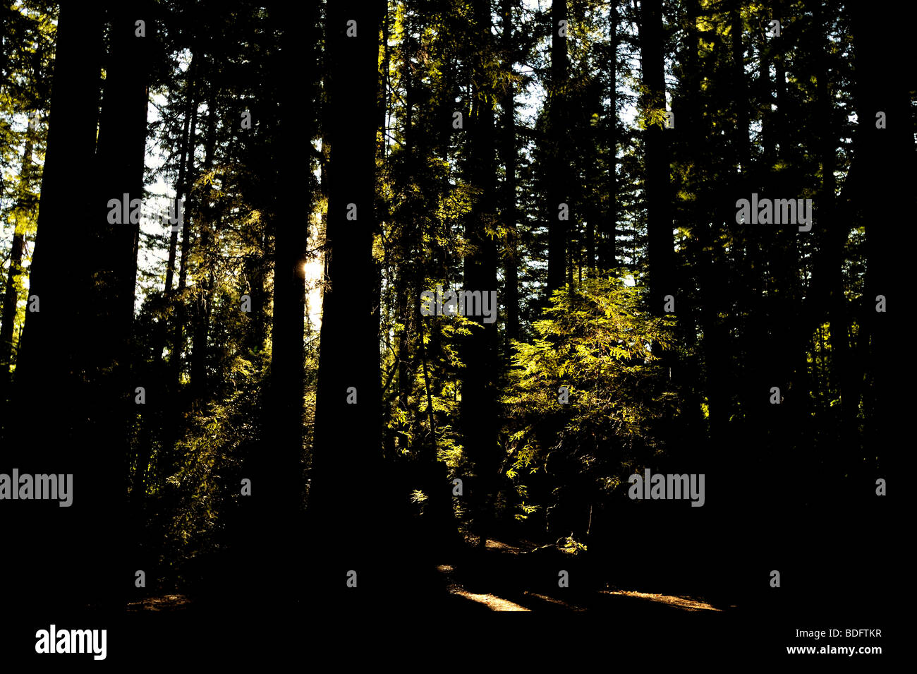 Dark Redwood forests in Oregon, USA Stock Photo - Alamy