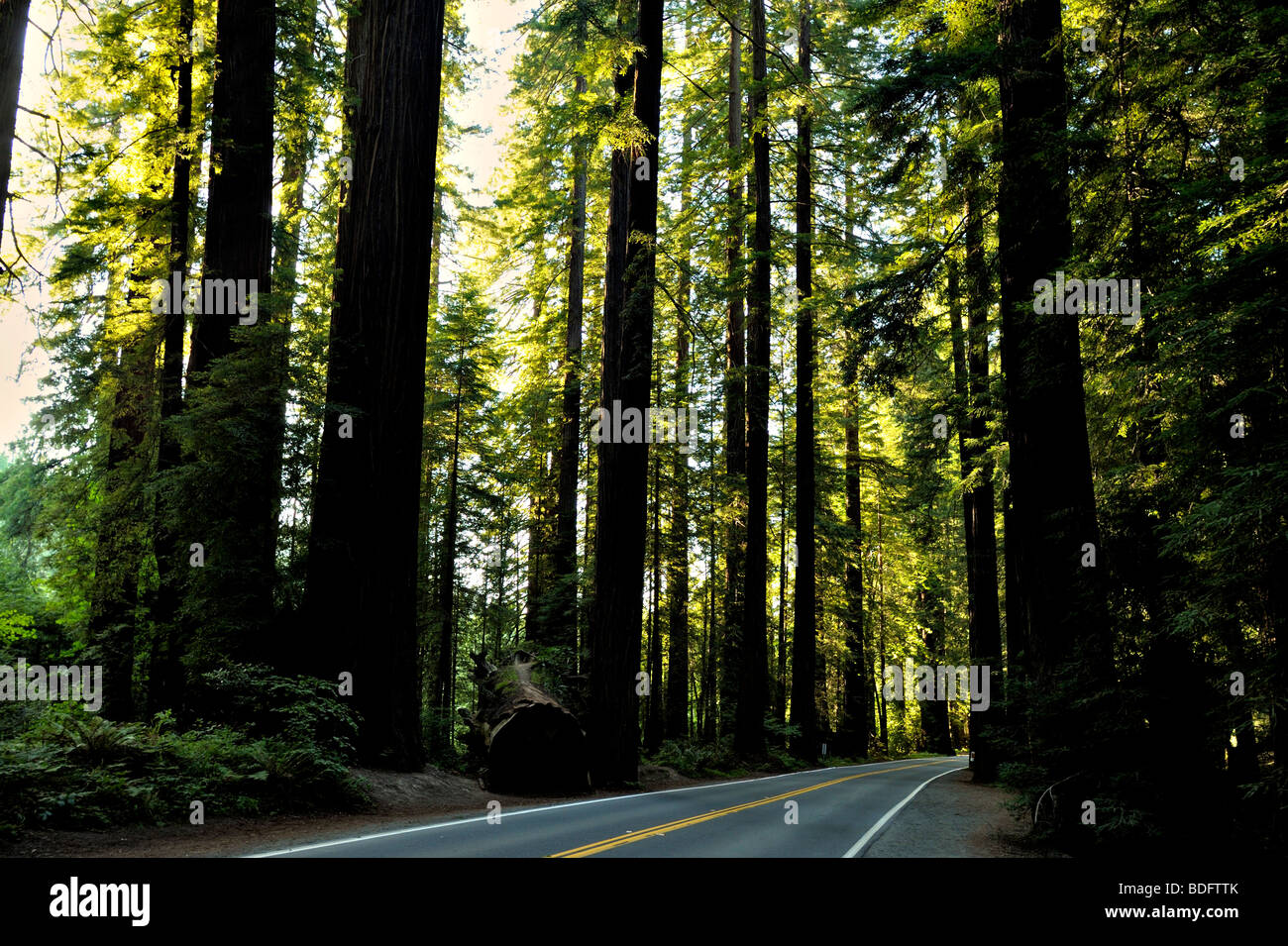 Coastal redwood hi-res stock photography and images - Alamy