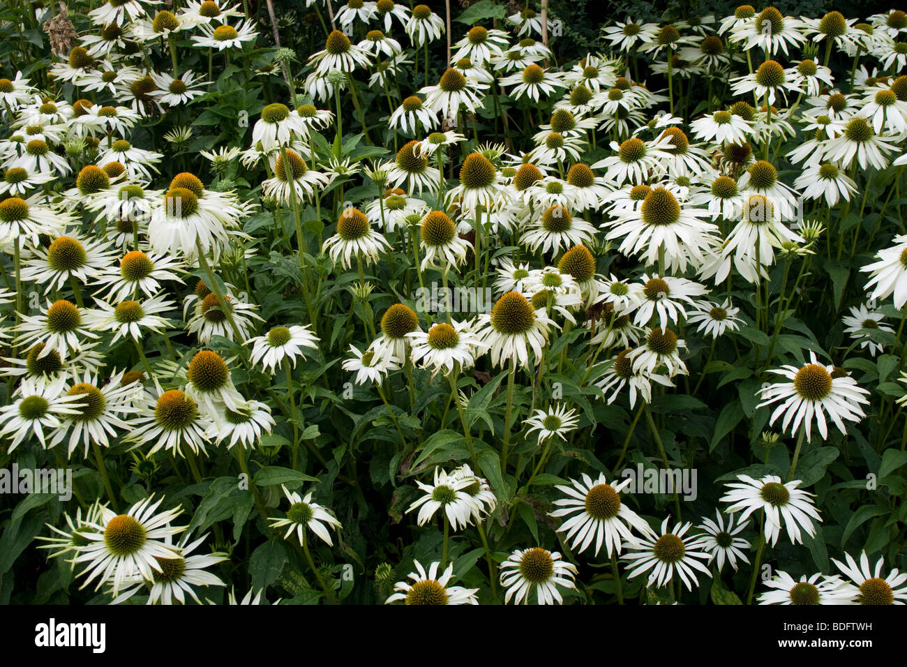 White cone flowers ( Echinacea Stock Photo - Alamy