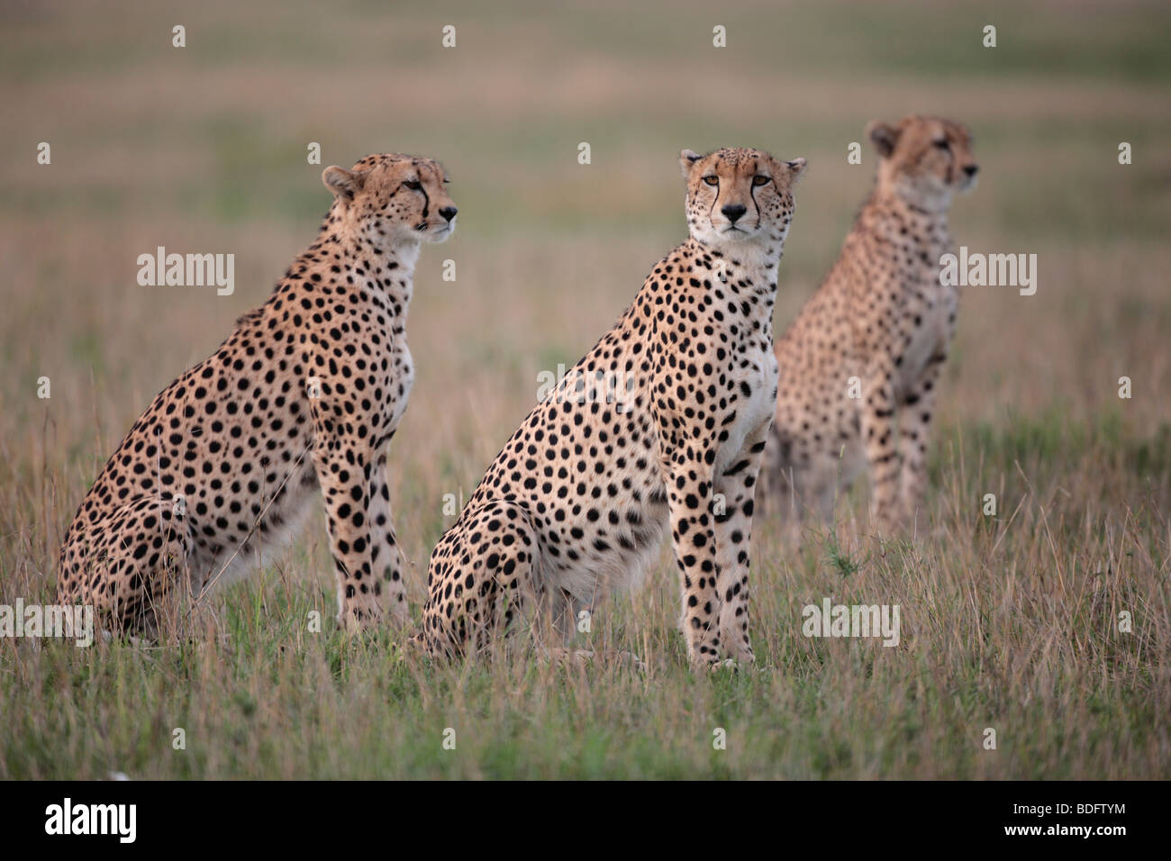 Cheetahs (Acinonyx jubatus), brothers Stock Photo - Alamy