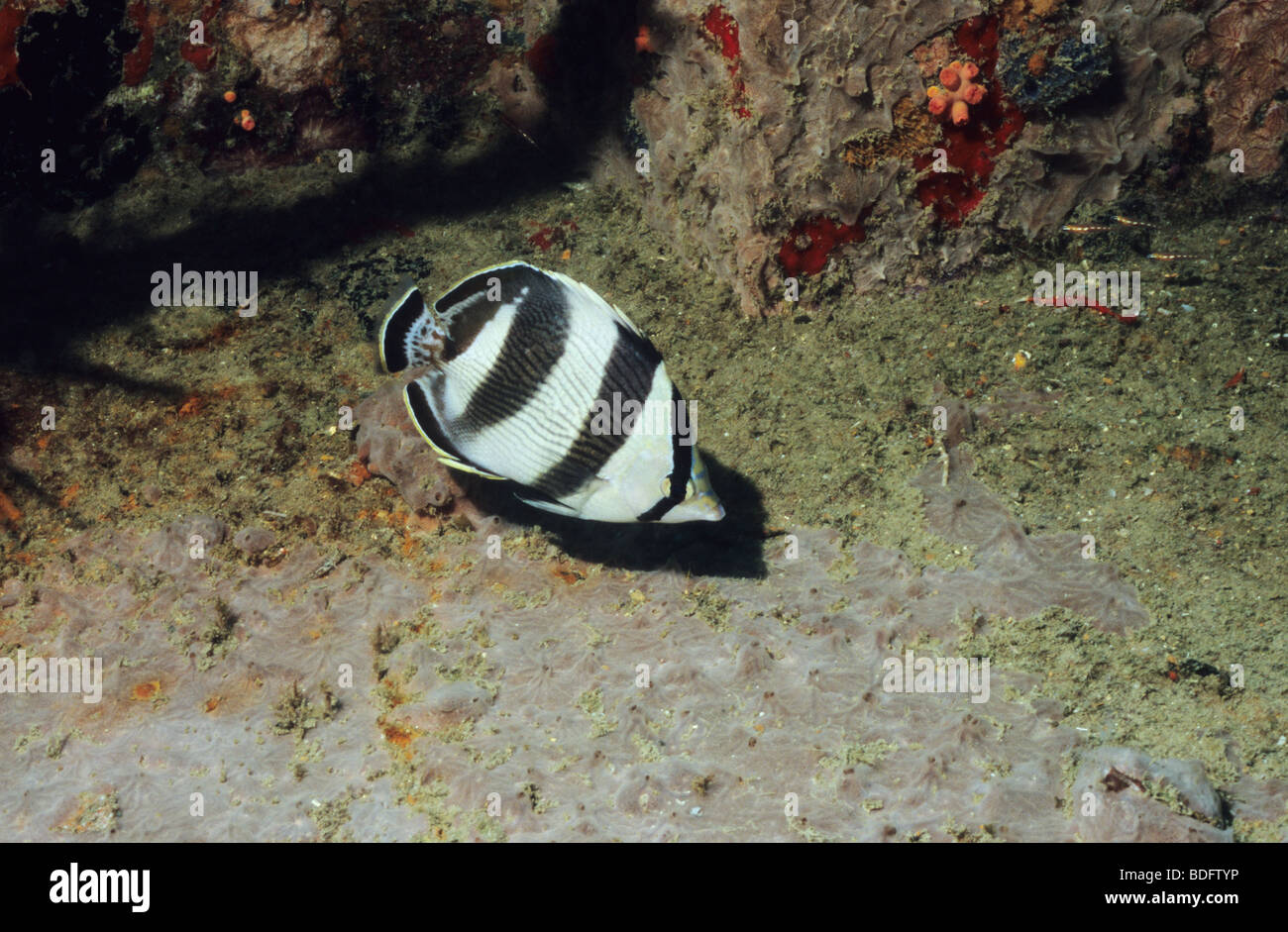 Underwater marine fish off the island of Grenada Stock Photo - Alamy
