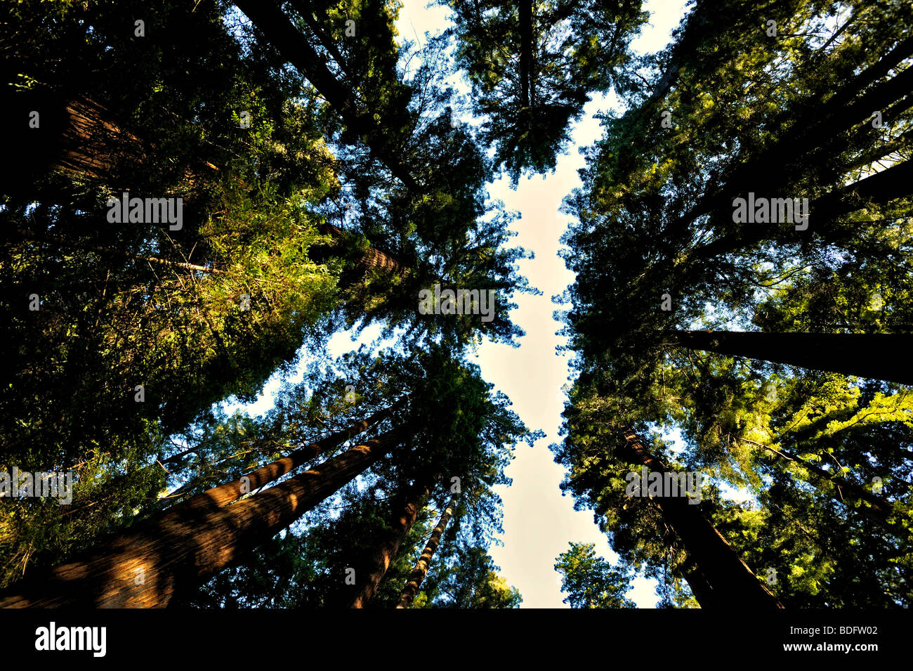 Canopy sky hi-res stock photography and images - Alamy