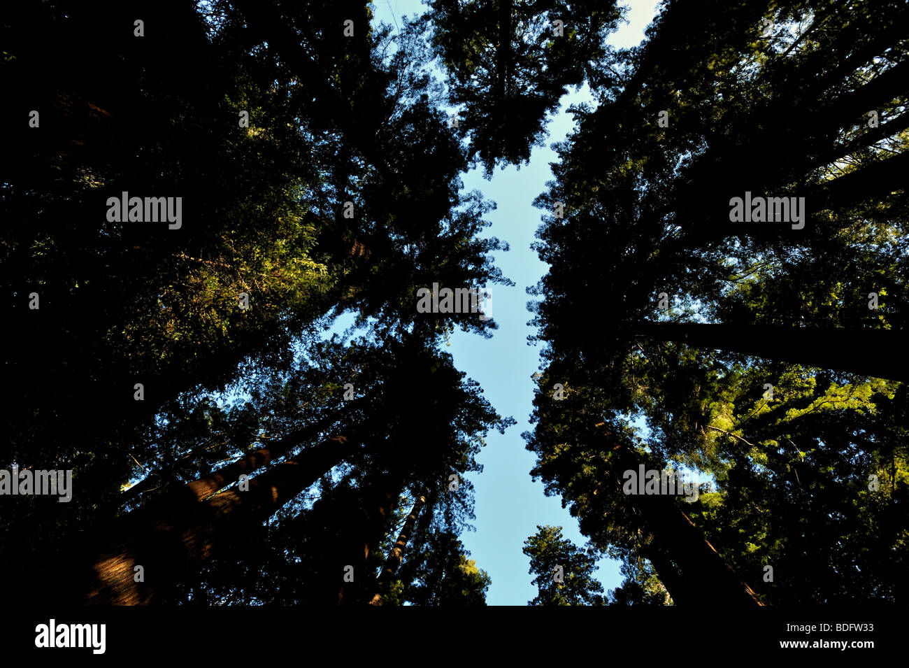 Canopy sky hi-res stock photography and images - Alamy
