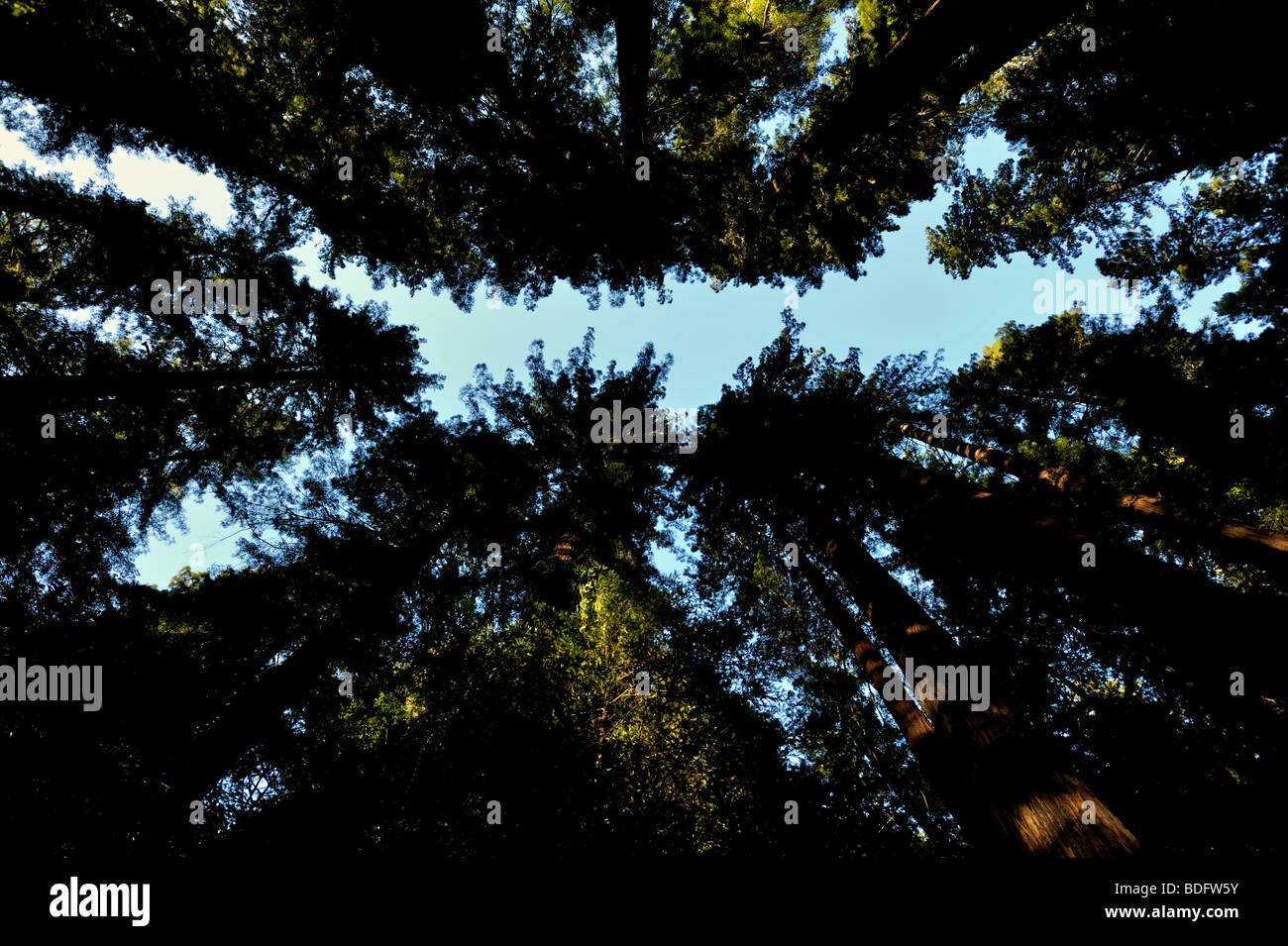 Canopy sky hi-res stock photography and images - Alamy