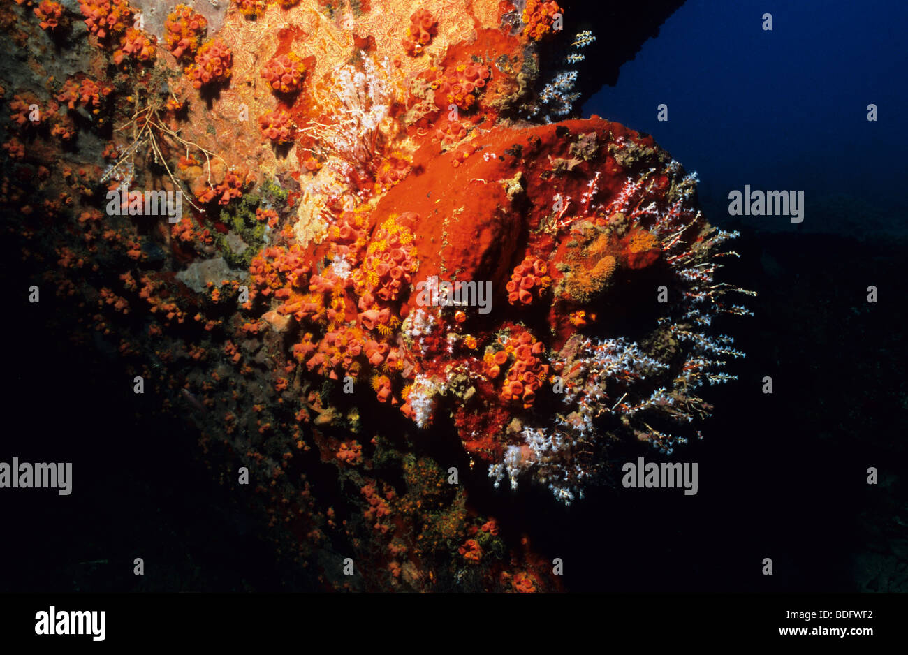 Compete with hydroids cup corals on side of ship wreck hi-res stock ...