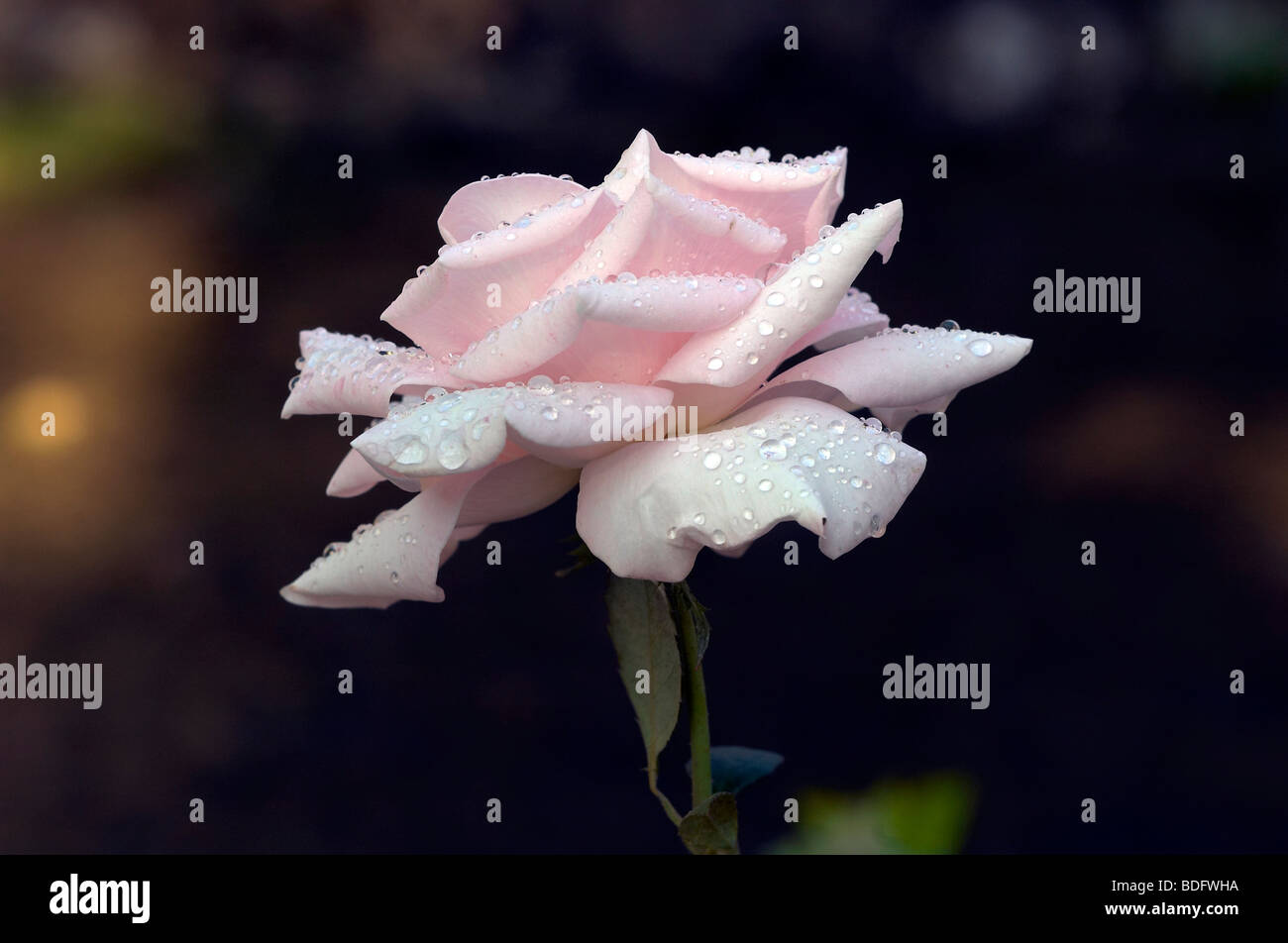 Only one pink rose and green leaves hi-res stock photography and images ...