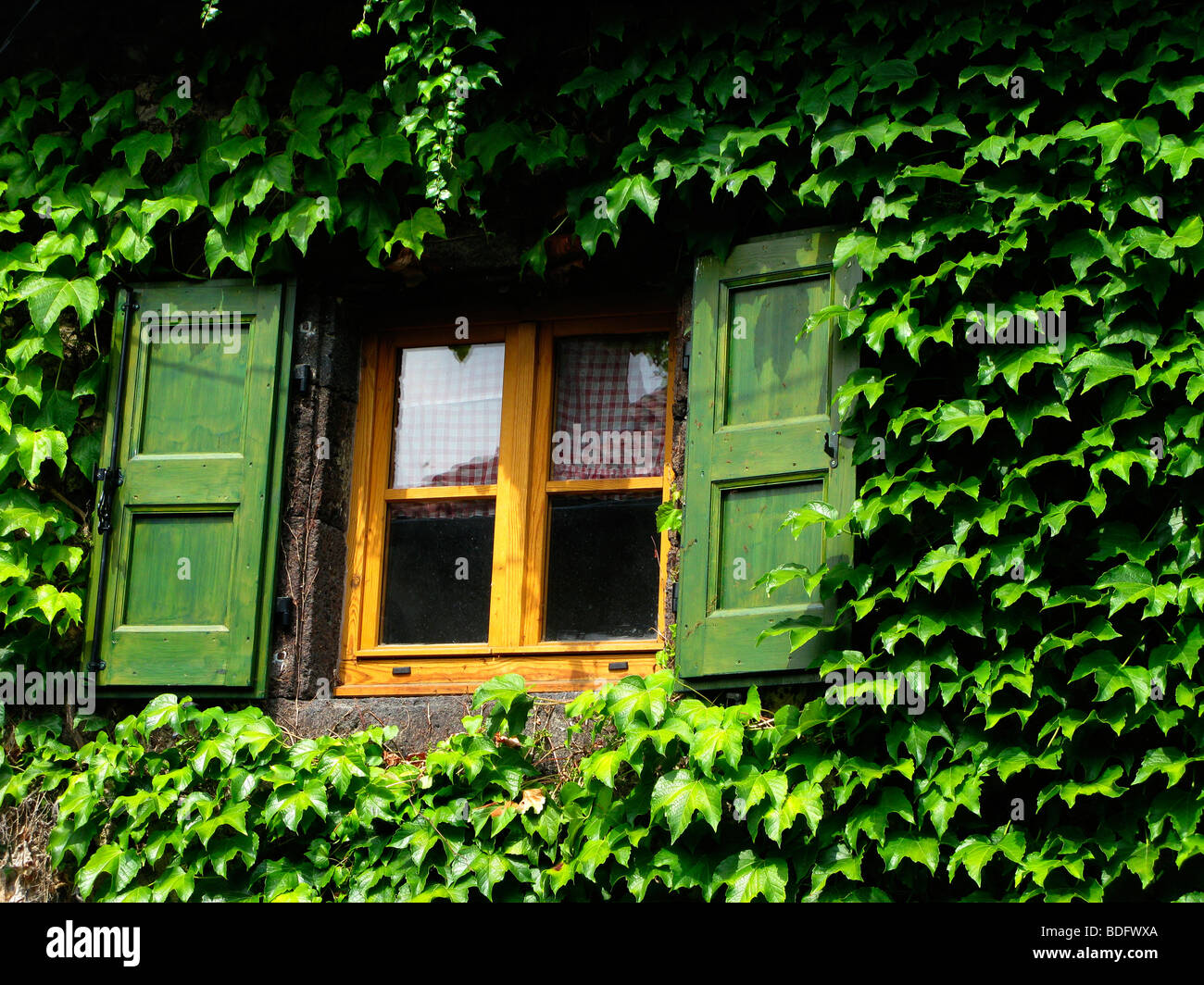 green window ivy Stock Photo - Alamy