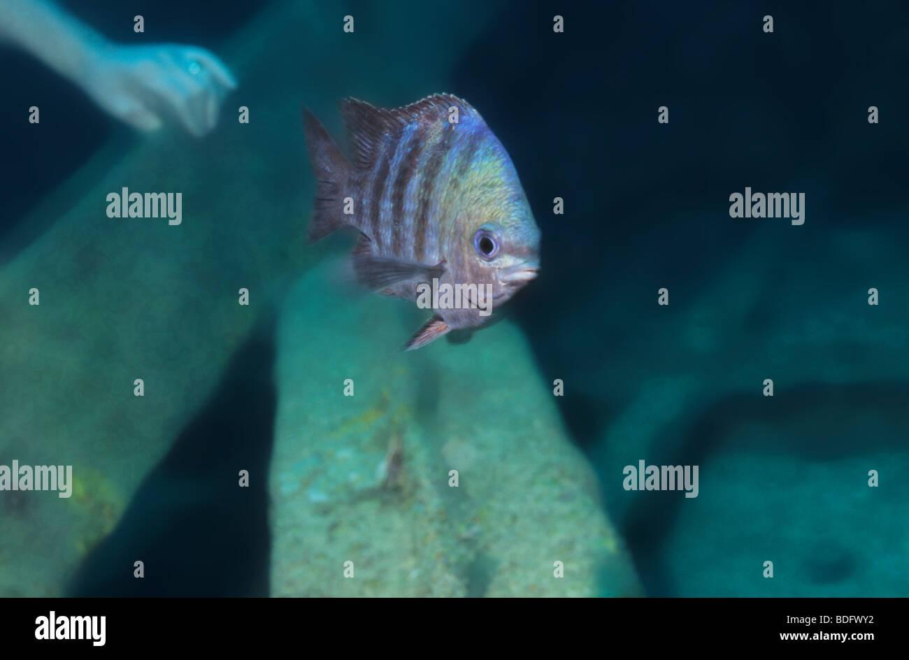 Underwater marine fish off the island of Grenada. Sergeant Major Fish ...