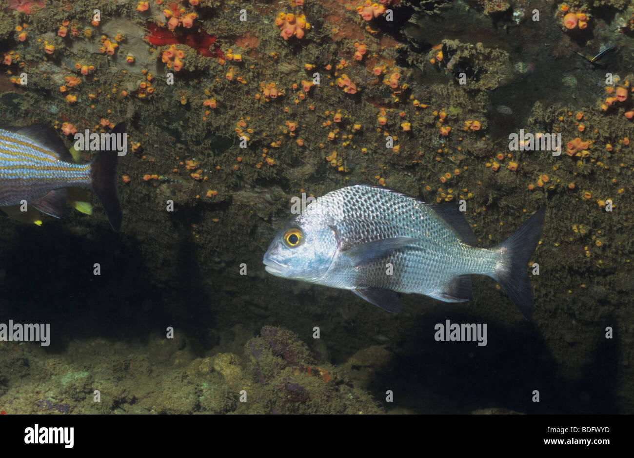 Underwater marine fish off the island of Grenada. Snapper fish by ...