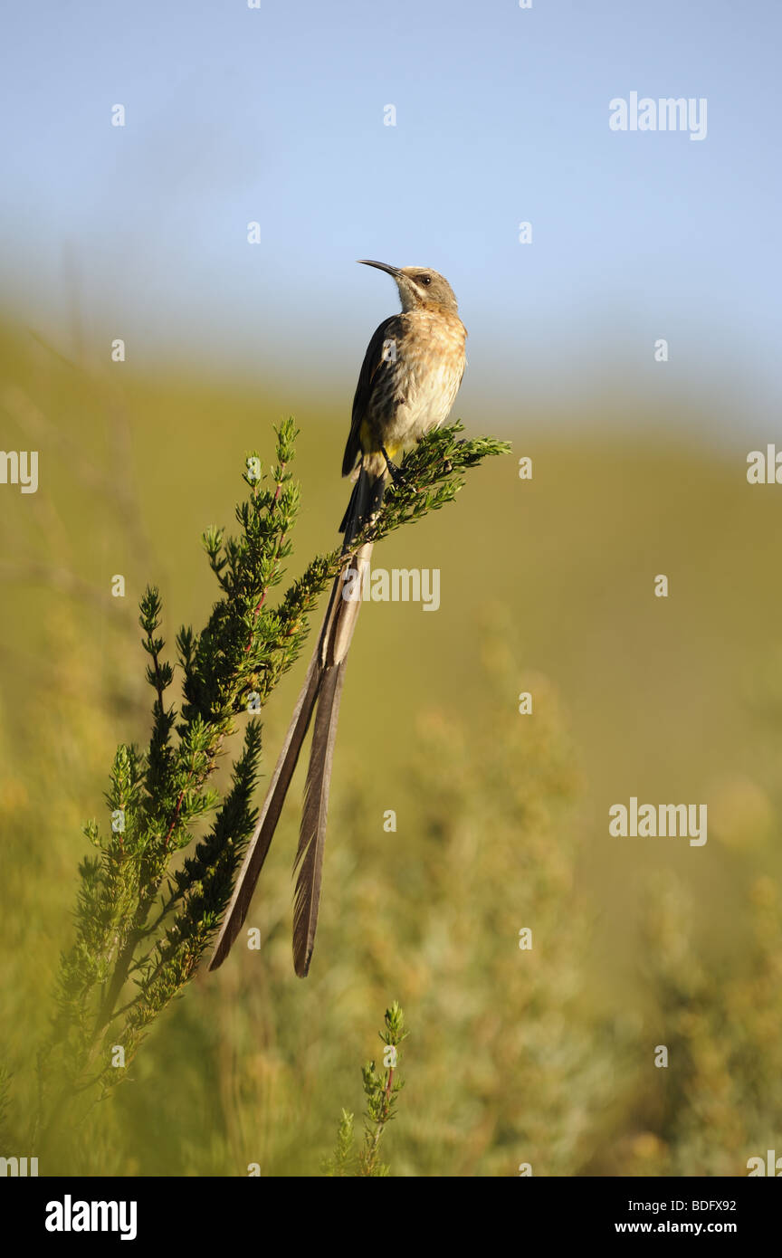 Male Cape Sugarbird Stock Photo - Alamy