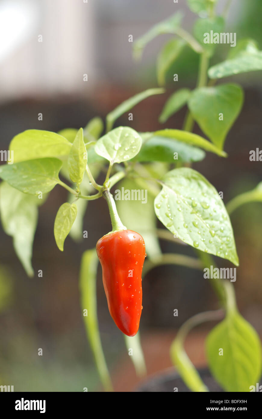 Capsicum anuum plant hi-res stock photography and images - Alamy