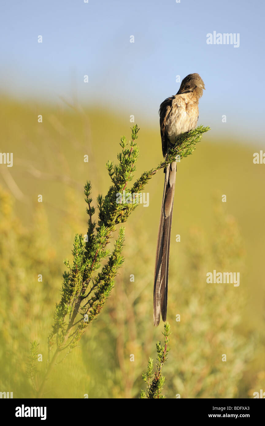 Male Cape Sugarbird Stock Photo - Alamy