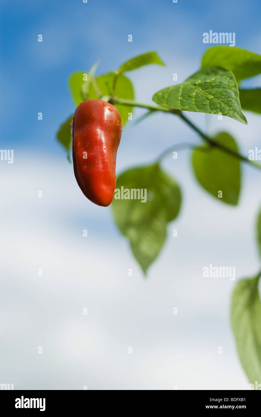 Chili or capsicum plant Stock Photo - Alamy