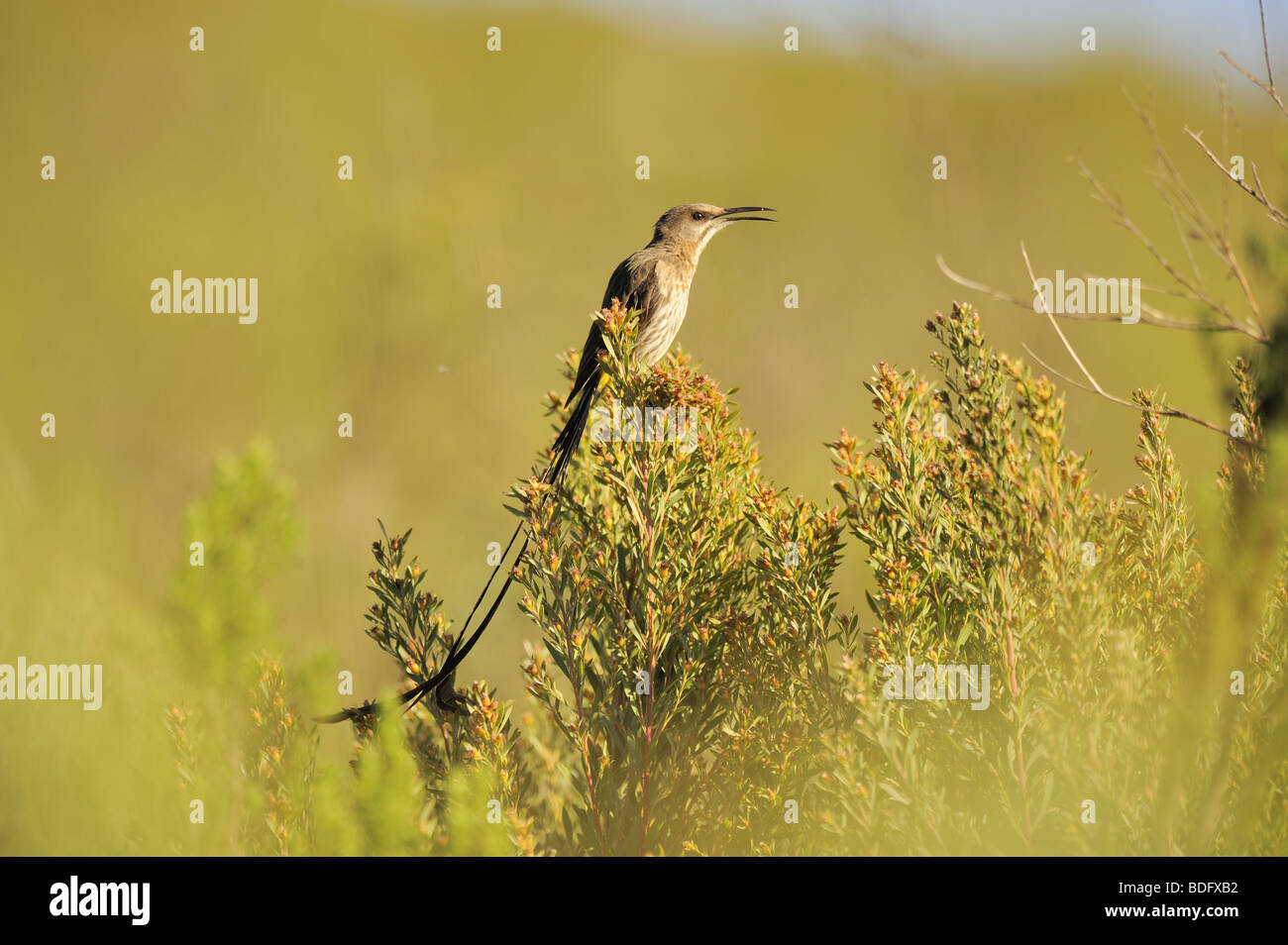 Male Cape Sugarbird Stock Photo - Alamy