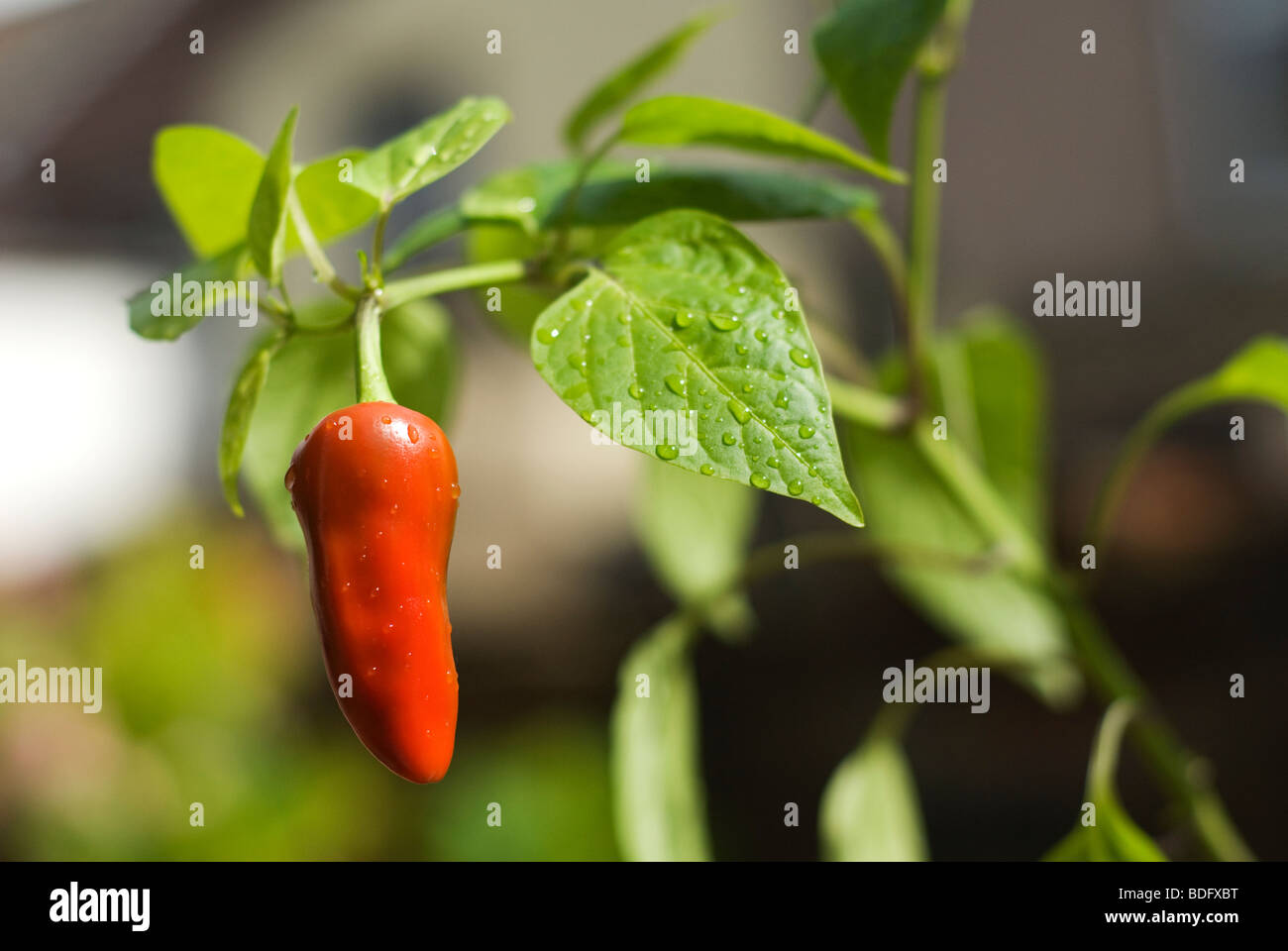 Capsicum anuum plant hi-res stock photography and images - Alamy