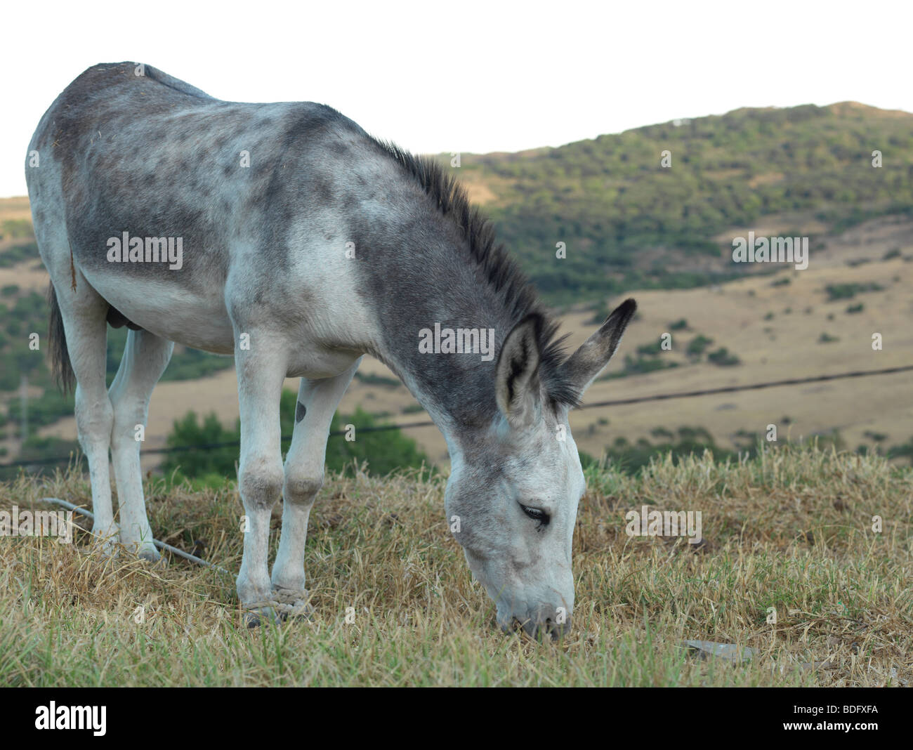 Grey donkey pictured on august hi-res stock photography and images - Alamy