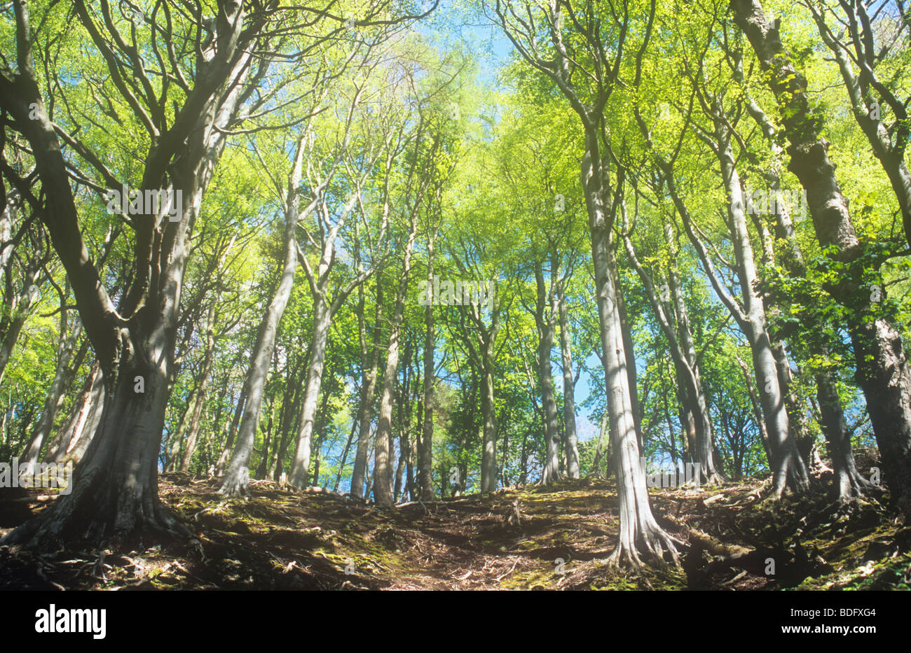 Small plantation of Common beech trees with backlit fresh spring leaves ...