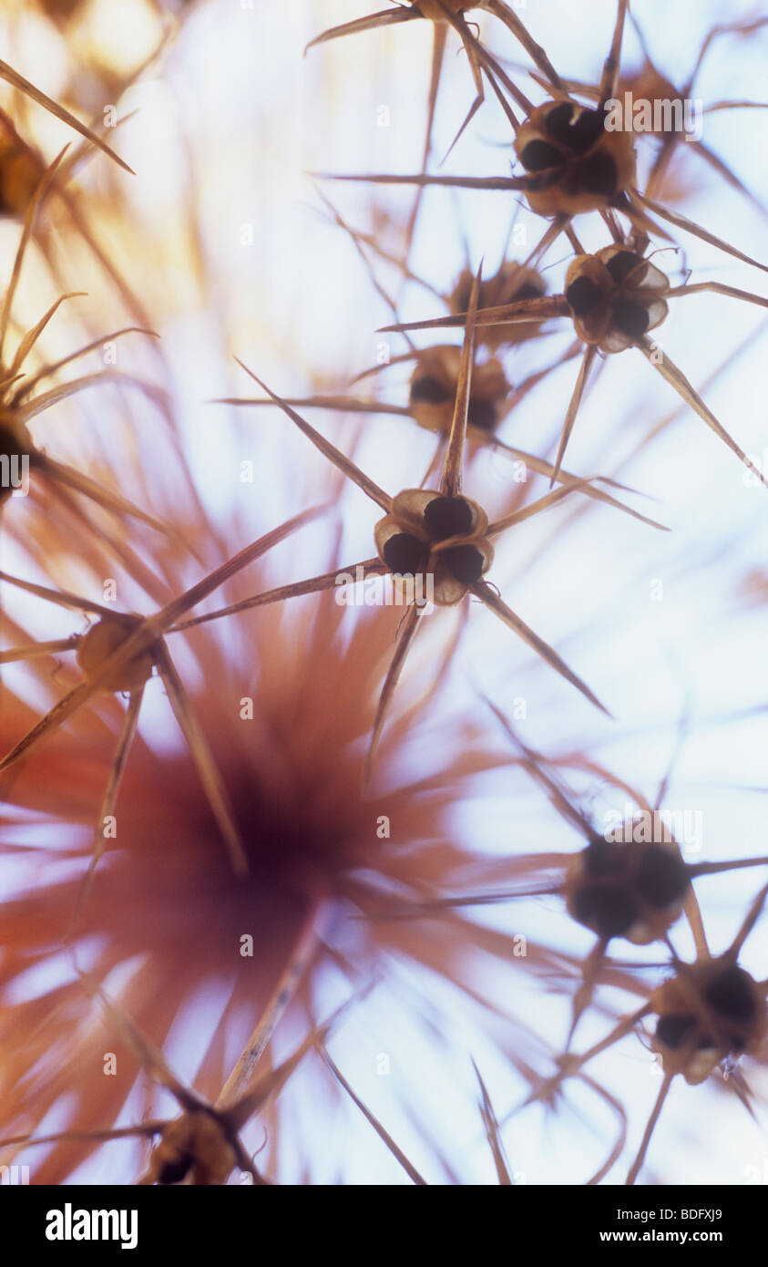 Allium seed heads hi-res stock photography and images - Alamy