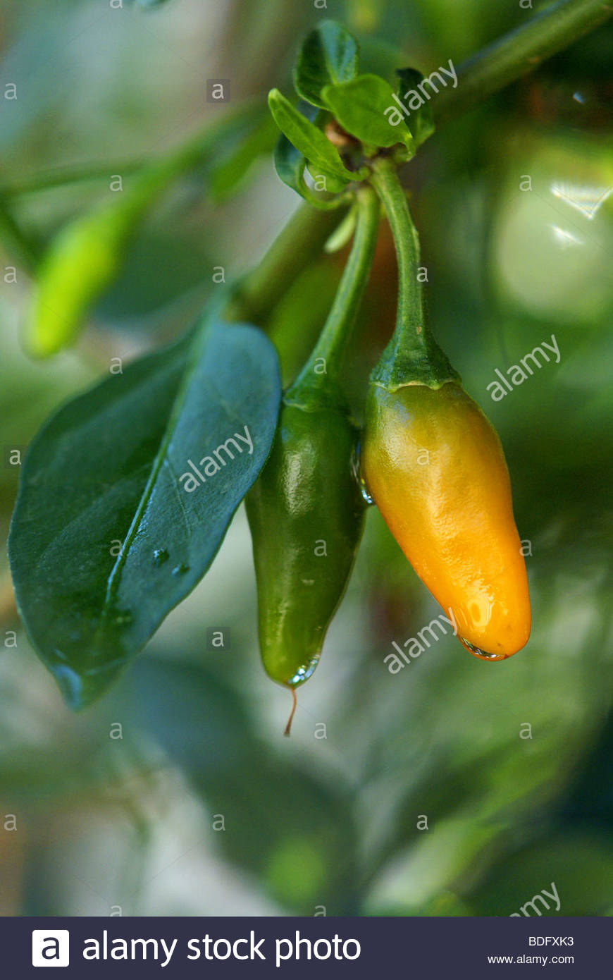 Capsicum Frutescens Capsicum Frutescens High Resolution Stock ...